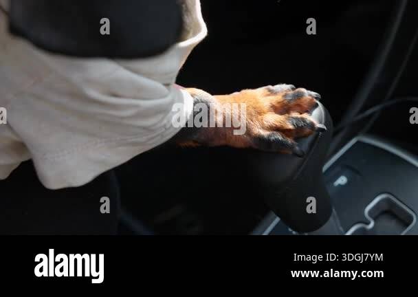 A close-up of a dog paw resting on the gear shift lever of a car, with ...