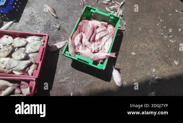 Freshly sorted red snappers and silver pomfrets in plastic crates on a ...