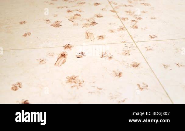 Three black pet bowls sit on a transparent mat on a beige tiled kitchen ...
