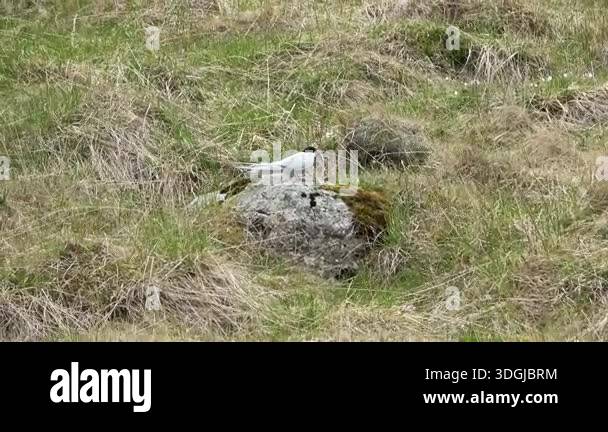 Arctic tern resting on a mossy rock in a grassy field before taking ...