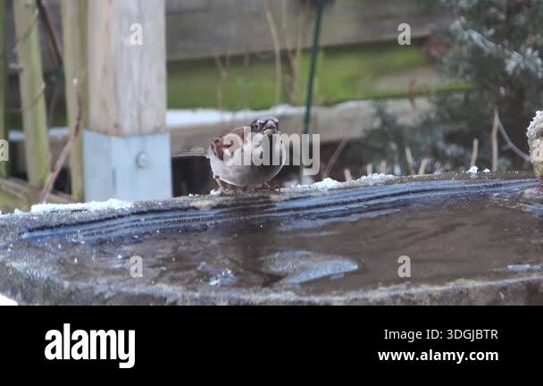 Cute male house sparrow drinking water from a birdbath surrounded by ...