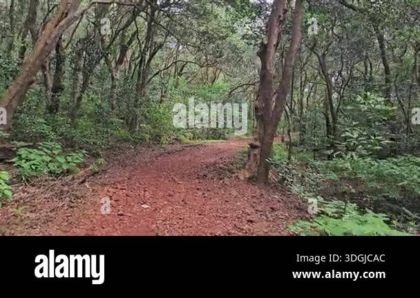 Matheran, Maharashtra, India A winding red-soil forest trail curves ...