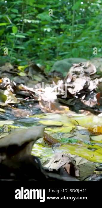 Small stream peacefully flows through a sunlit forest, surrounded by ...