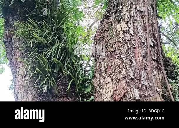 Air fern tree Stock Videos & Footage - HD and 4K Video Clips - Alamy