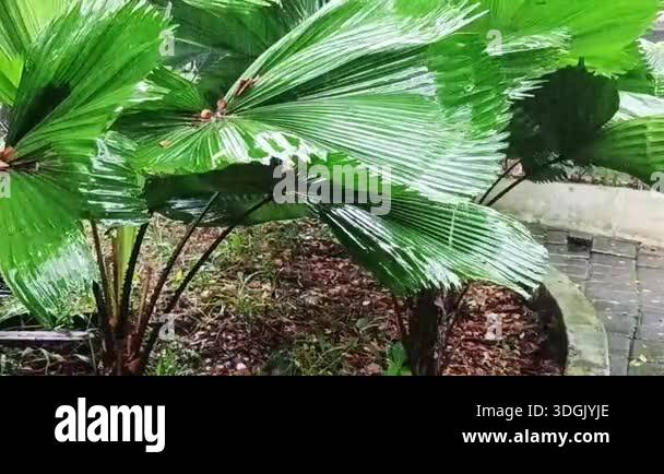 Fan palm plants that are wet from the rain Stock Video Footage - Alamy