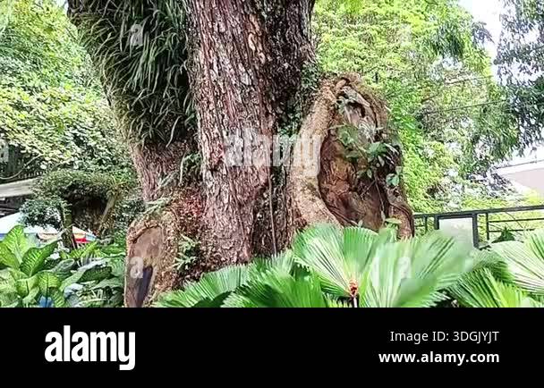 A large tree trunk with parasitic plants growing on it Stock Video ...