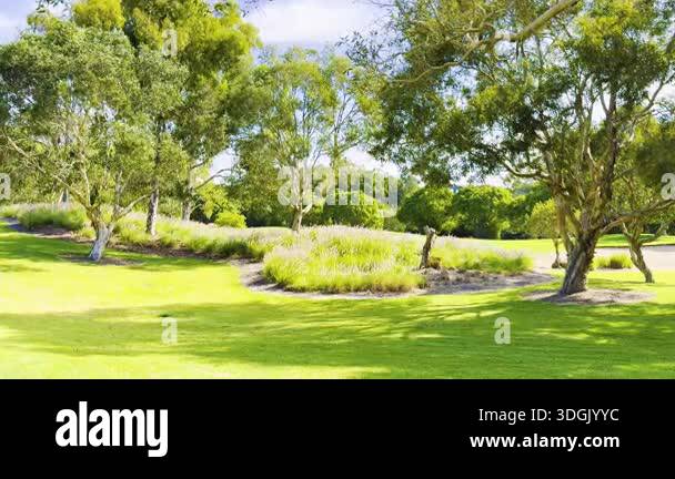 Lush greenery with trees and open sky Stock Video Footage - Alamy