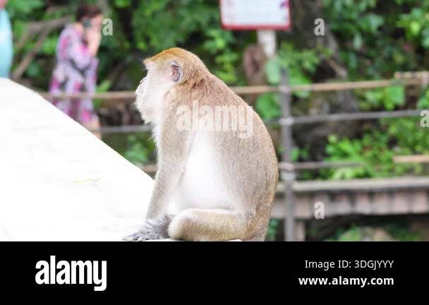 Monkey sits on ledge, watching people walk by Stock Video Footage - Alamy
