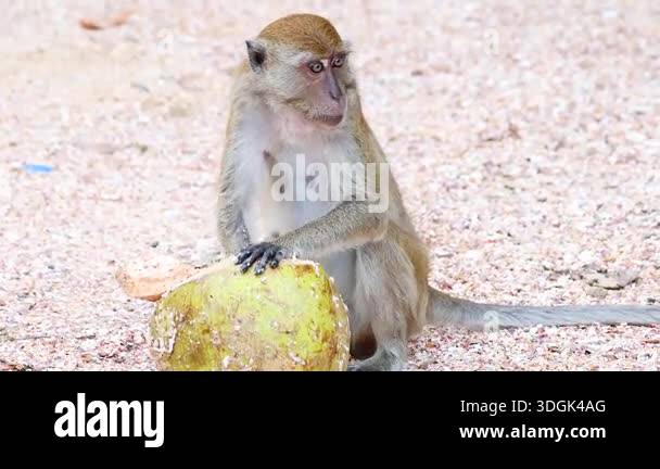 Monkey examines and interacts with a fruit Stock Video Footage - Alamy