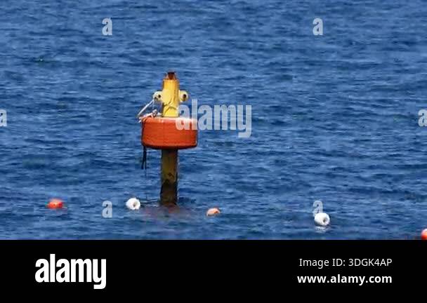 Seagull perched on buoy in calm sea Stock Video Footage - Alamy