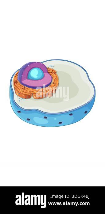 Illustrated animation of an animal cell, highlighting organelles with ...