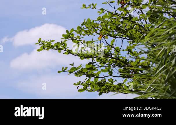 Lush green branches sway gently against a clear blue sky, capturing the ...