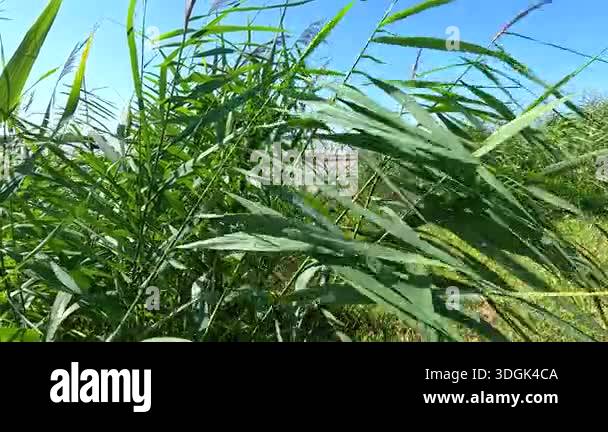 Tall grass swaying in the wind Stock Video Footage - Alamy