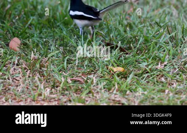 Oriental magpie robin bird taking flight from grassy area Stock Video ...