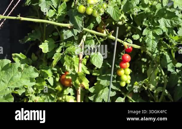 Tomato plant with ripening fruit in sunlight Stock Video Footage - Alamy
