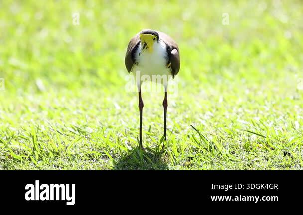 Masked Lapwing walking and pecking in grass Stock Video Footage - Alamy