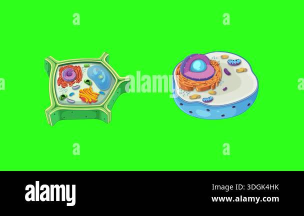 Animation illustrating the structural differences between animal and ...