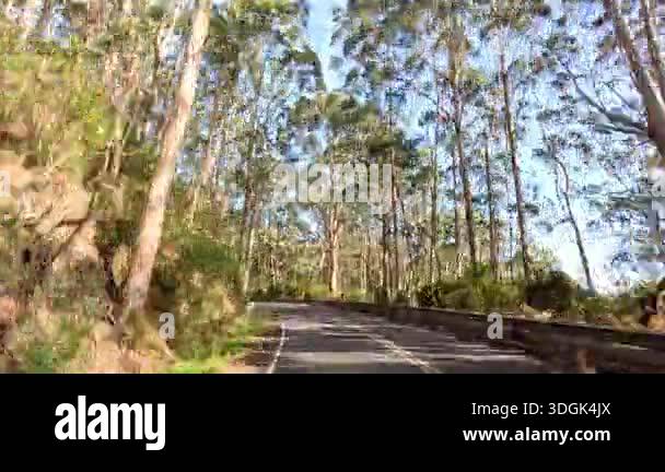 Winding road through lush forest scenery Stock Video Footage - Alamy
