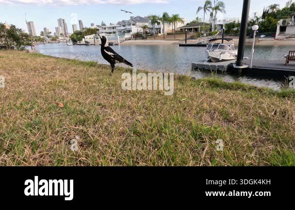 Magpie strolling by a tranquil marina Stock Video Footage - Alamy