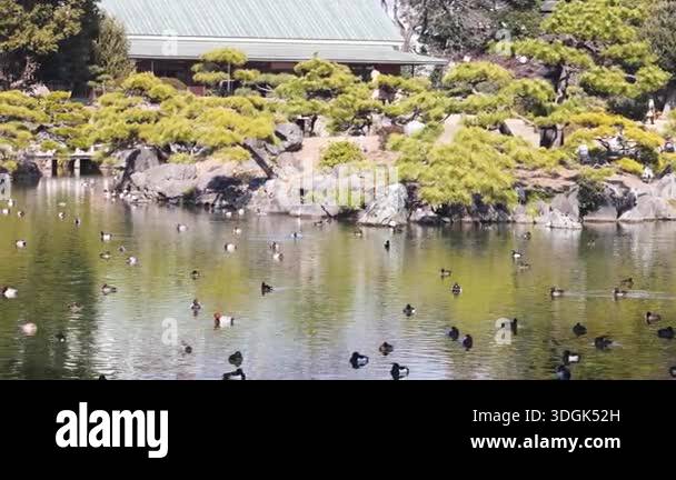 Pond with ducks, changing urban backdrop Stock Video Footage - Alamy