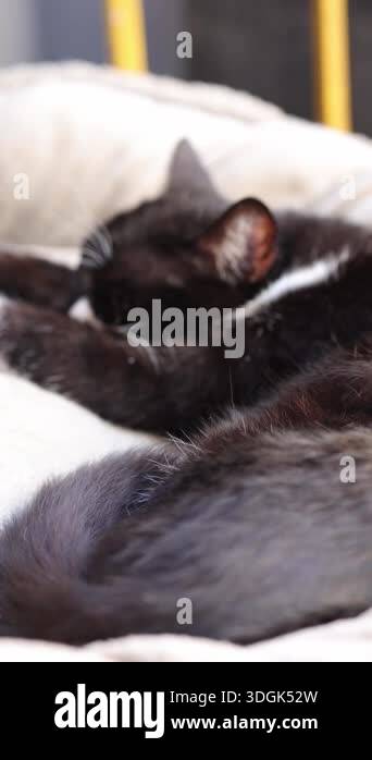 Close-Up of a Cute Black Cat Sleeping Peacefully on a Sofa in a Cozy ...