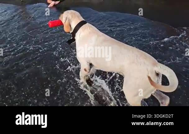 Cheerful golden Labrador retriever dog gleefully carrying a red toy and ...