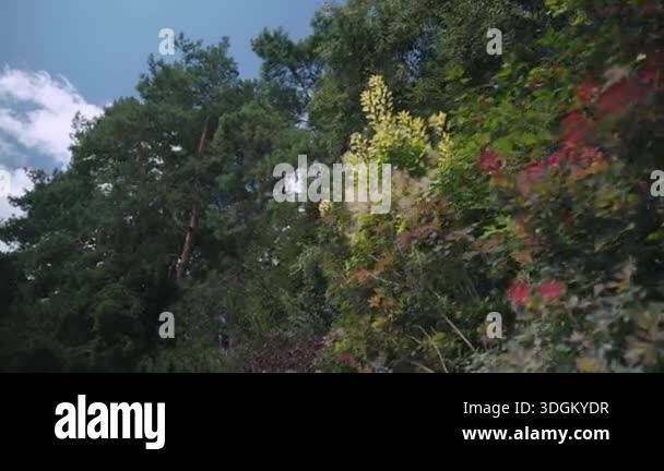 Driving past lush green forest and trees on a sunny day, cinematic ...