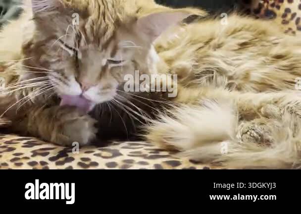 Relaxed Ginger Cat Grooming Itself While Lying in Leopard Pattern ...