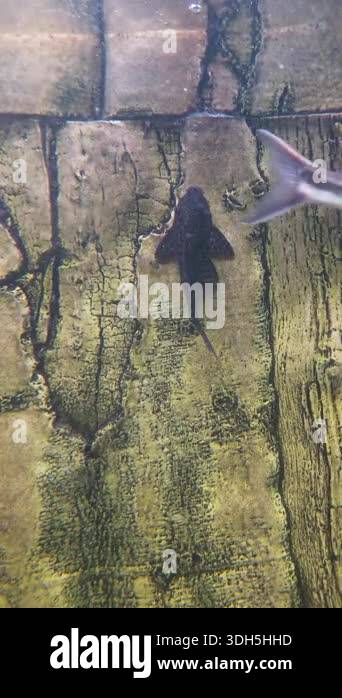 Fish Tank Cleaning Short Video. Aquarium Maintenance Footage. Short ...