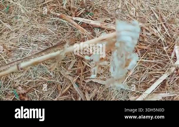Close Up Translucent Shed Snake Skin With Detailed Scale Patterns Stock ...