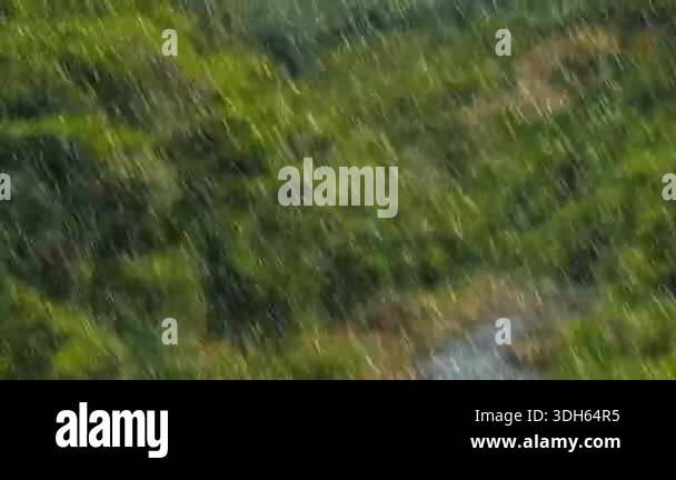 vertical 4k footage of rainfall in forest Stock Video Footage - Alamy