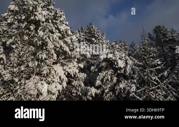 Tall coniferous trees covered with thick heavy layer of bright white ...