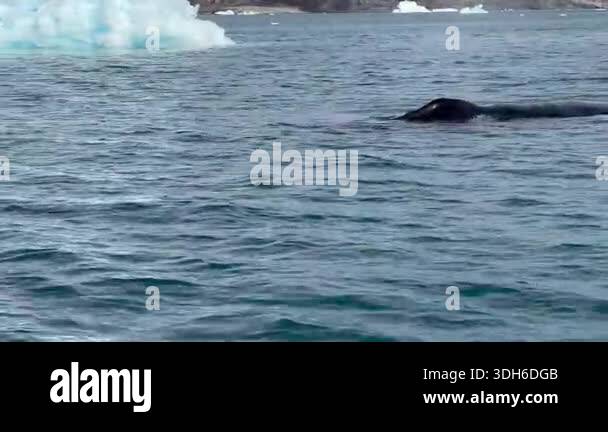 A majestic whale surfaces and swims through the cold, crystal-clear ...