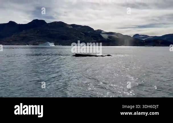 A majestic whale surfaces and swims through the cold, crystal-clear ...