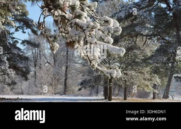 On a clear frosty winter day, sparkling snow falls from a branch in ...