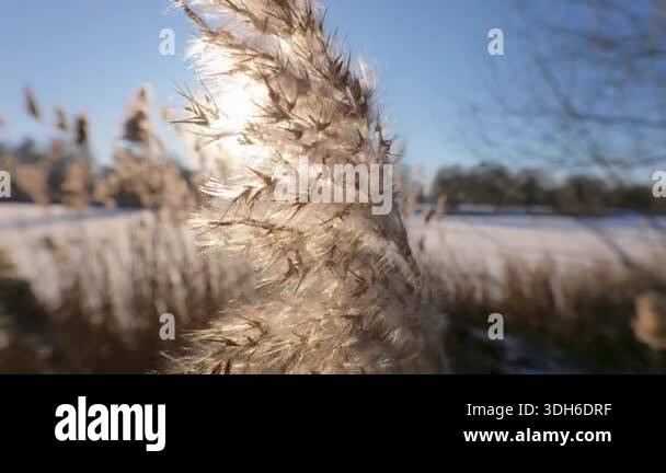 A clear frosty day reveals dense reeds standing in snow, creating a ...