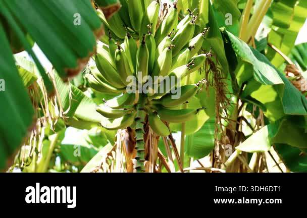 bunch of banana on tree Stock Video Footage - Alamy