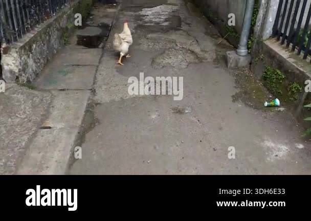 Walking forward, there was a neighbor's white chicken looking for food ...