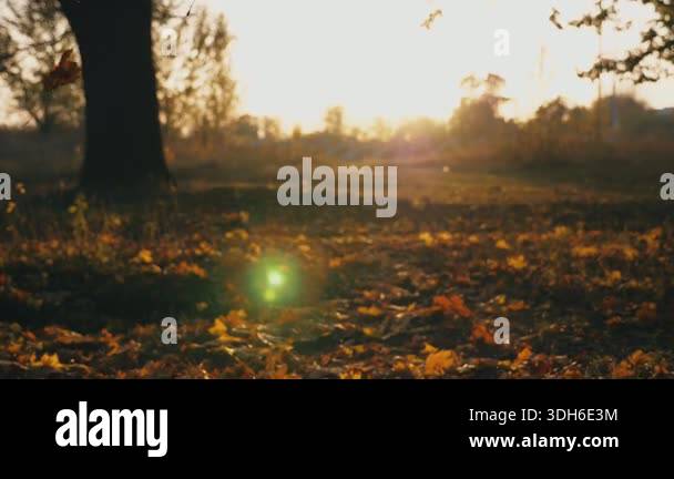 Close up of yellow autumn leaves falling on forest lawn. Bright sunset ...