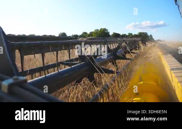 Close up knife of combine spinning and cutting ears of wheat. Harvester ...