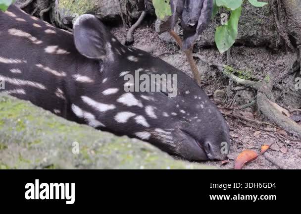 Footage of a cute baby Malayan Tapir moving her nose during an active ...