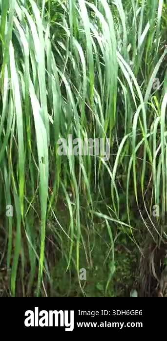 Fresh green grass plants with long leaves as a natural background Stock ...
