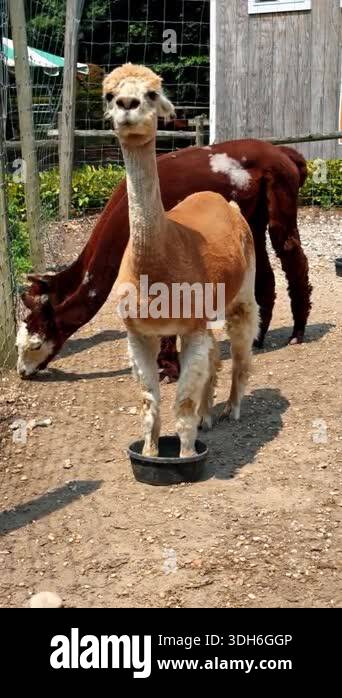 Adorable light brown and white lama stands her feet in the tub. Two ...