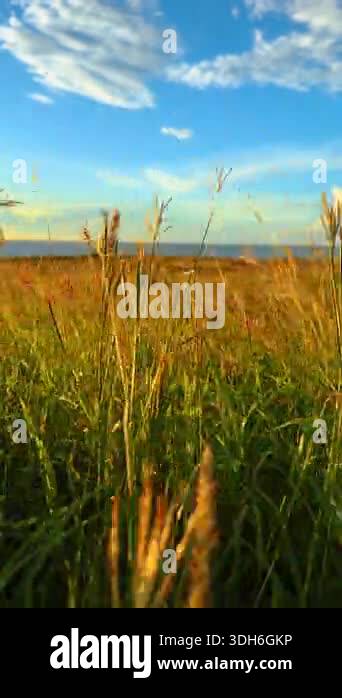 Tall grass sways gently in the breeze on a coastal field. The sun is ...