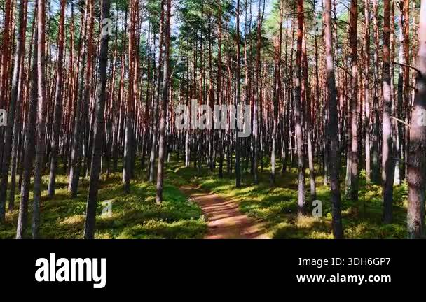 A walking path winds through a thick forest filled with tall trees that ...