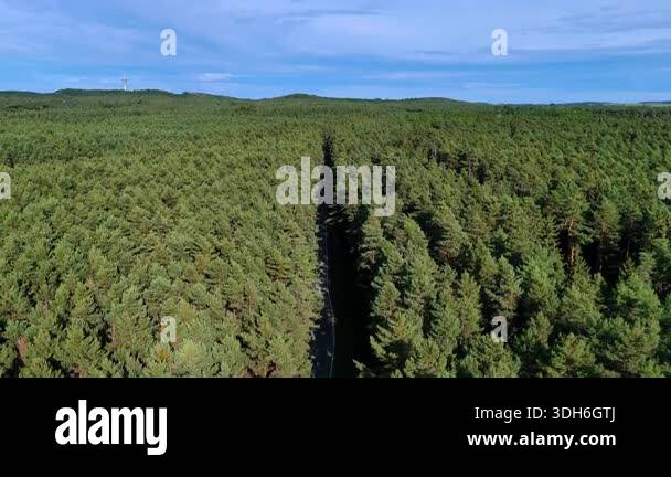 A long road stretches through a dense forest filled with tall green ...