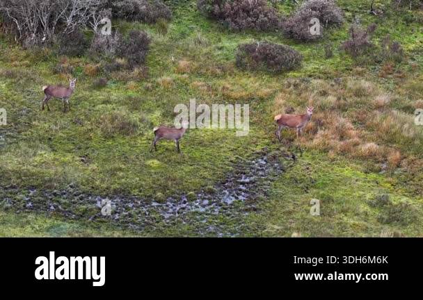Red deer hinds moving and feeding in County Donegal, Ireland Stock ...
