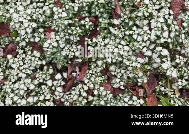 Ornamental spotted dead-nettle with variegated leaves at overcast ...