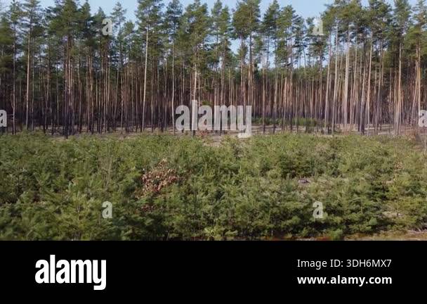 Felling old tree in Stock Videos & Footage - HD and 4K Video Clips - Alamy