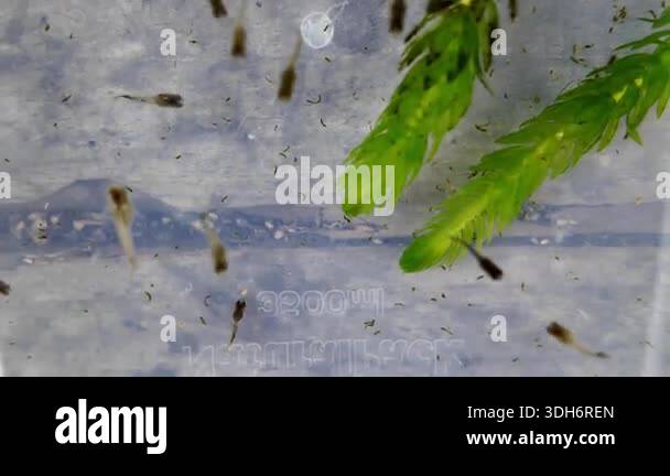Tadpoles swim in clear water with green plants. Observing the early ...